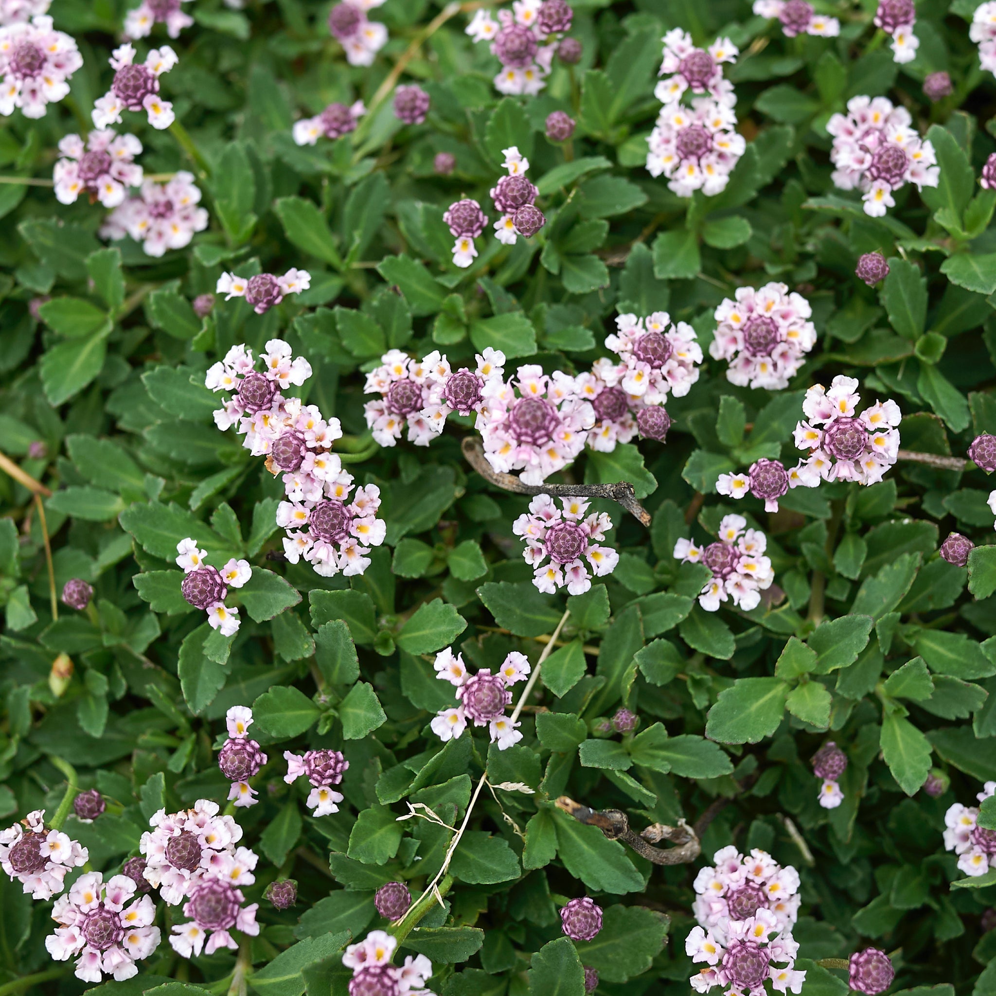 Il Giardino Botanico: Lippia Nodiflora