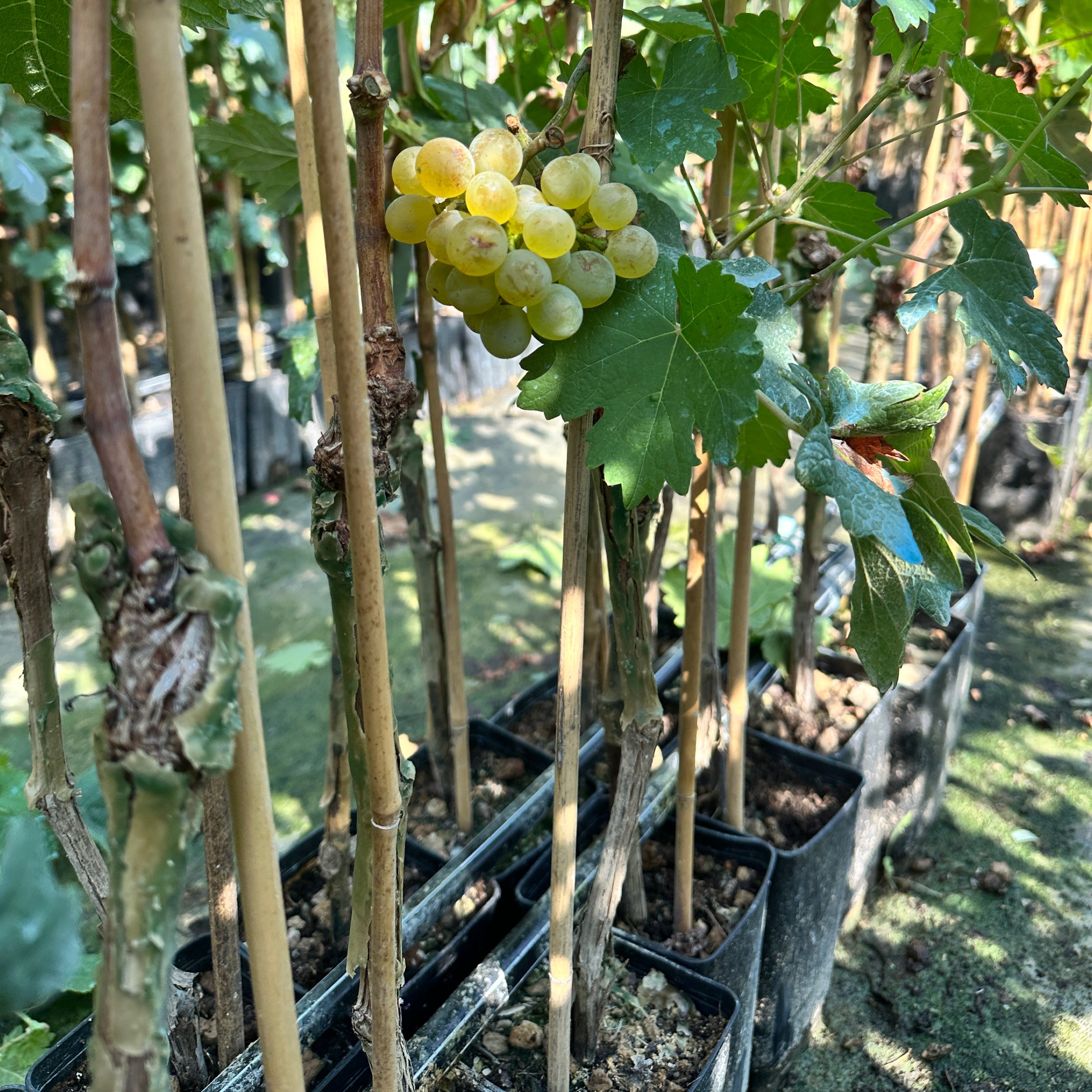 Pianta di vite in vaso ((Barbatella Innestata in Vaso – 2 Anni di Età