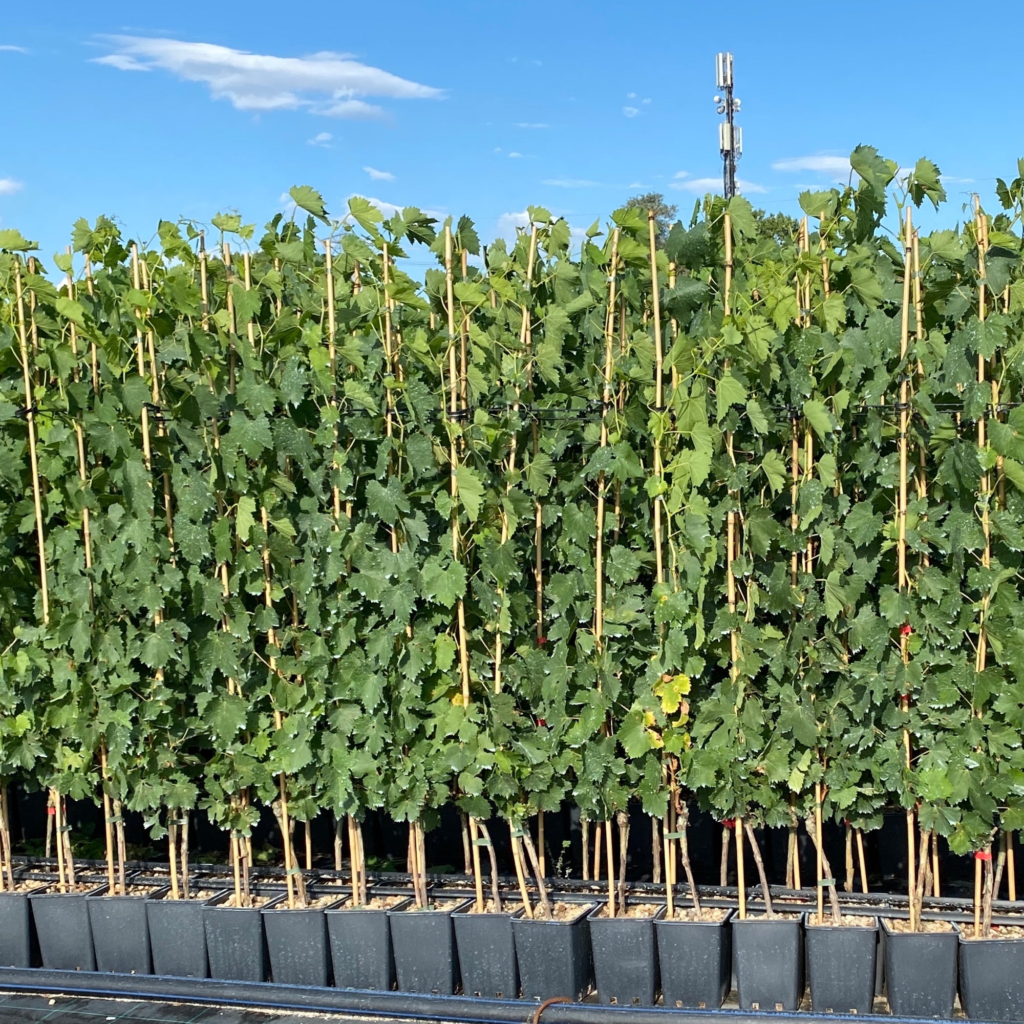 Pianta di vite in vaso (Barbatella innestata di 2 anni - altezza 150cm