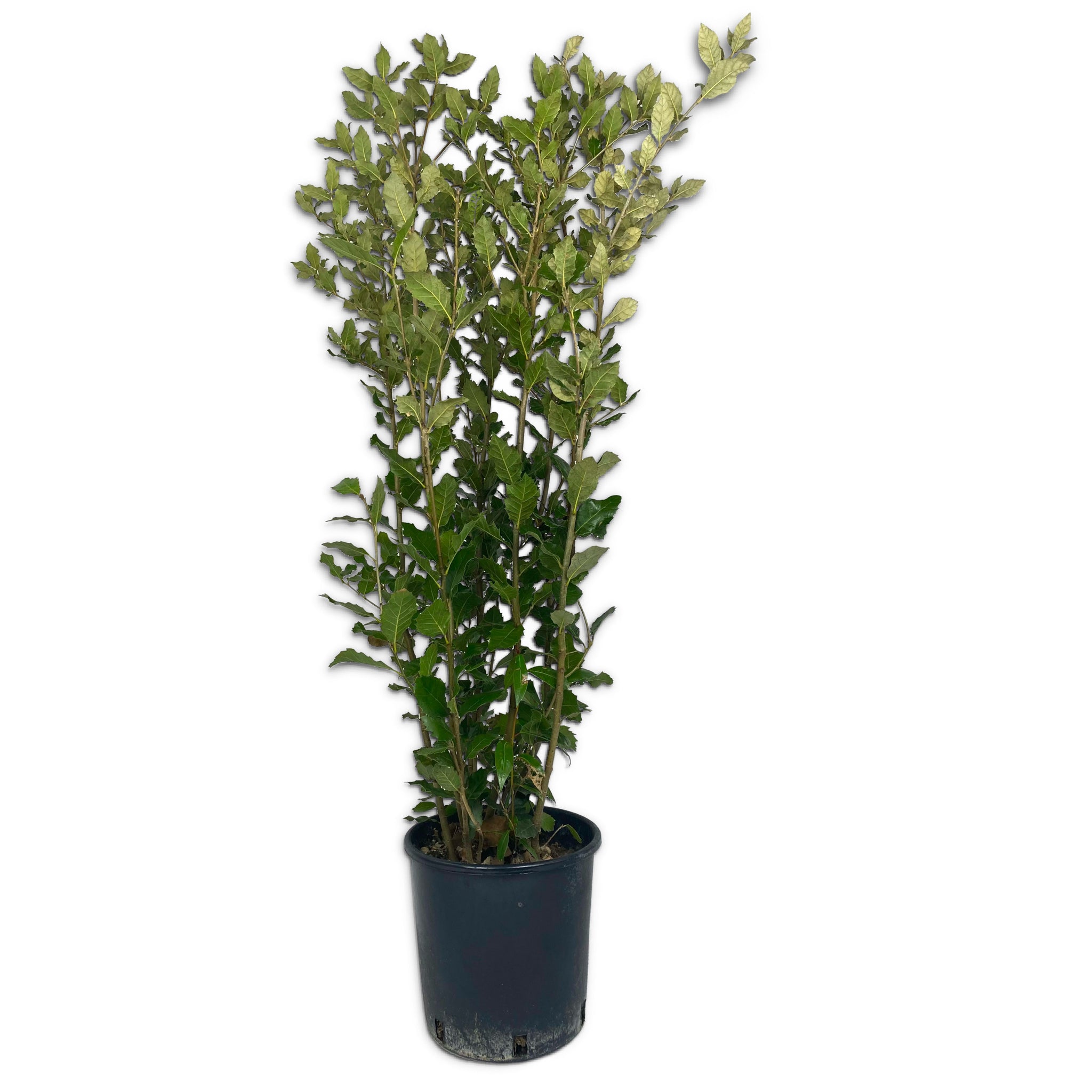 Leccio - Quercus ilex (Vaso ⌀ 18cm)