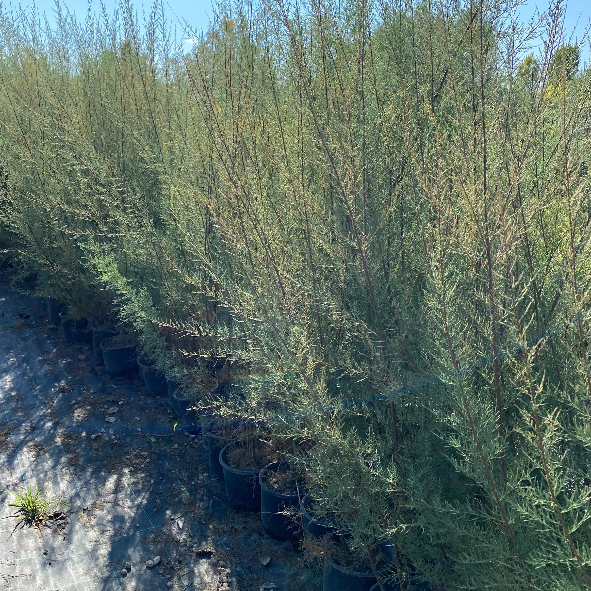 Tamerice - Tamarix gallica